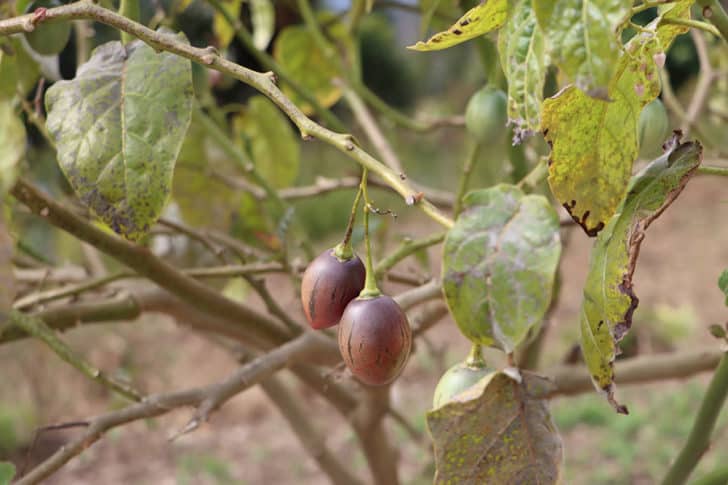 Growing Tamarillo: Best Varieties, Planting Guides, Care, Problems and ...