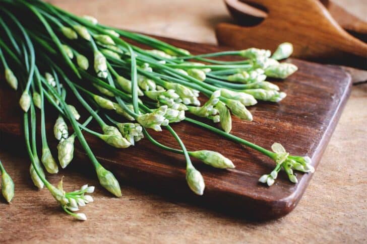 Growing Chicory: The Complete Guide to Plant, Care, and Harvest Chicory