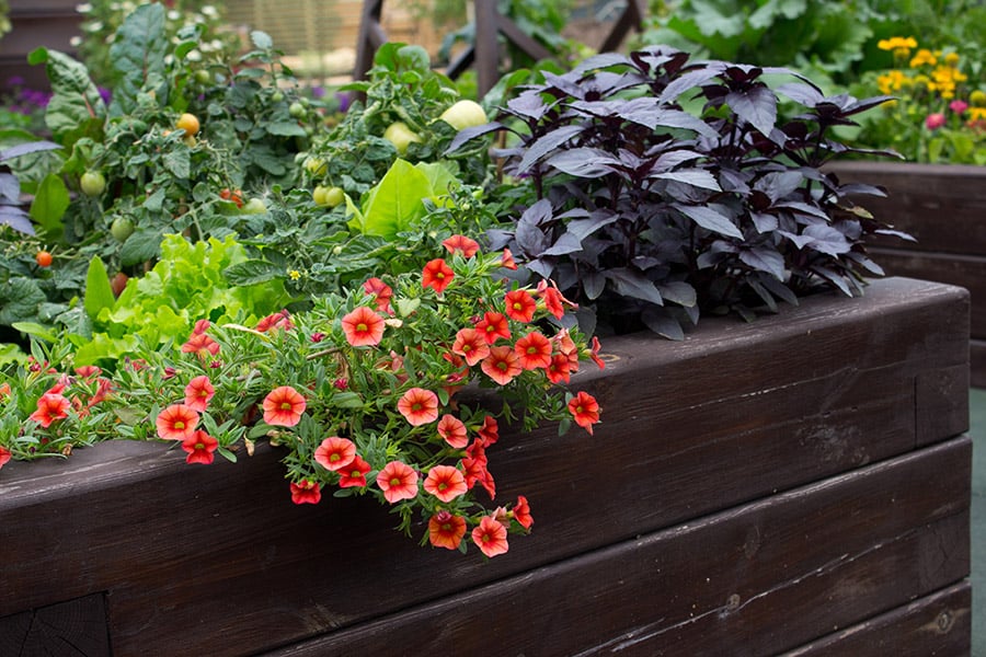 The Pros and Cons of Intercropping and How to Make it Work for You