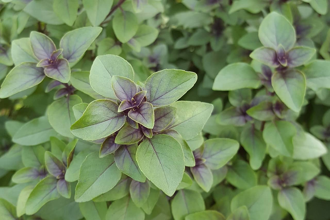 15 Unusual Herbs to Liven Up Your Garden and Kitchen