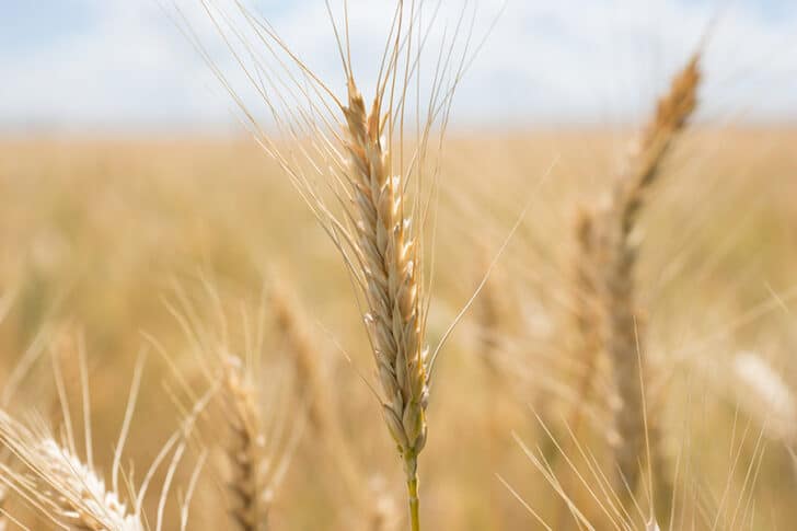 Growing Wheatgrass: How to Plant, Grow and Harvest This Nutritional ...