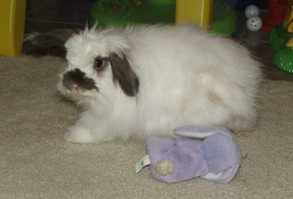 Raising Rabbits for Fur: Best Fiber Breeds, Housing, Feeding, Breeding ...