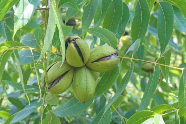 Growing Chickpeas: How to Plant and Care For Garbanzo Beans