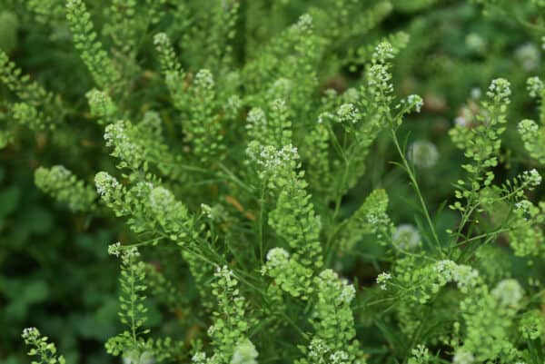 Growing Black Cohosh: Best Varieties, Planting Guide, Care, Problems ...