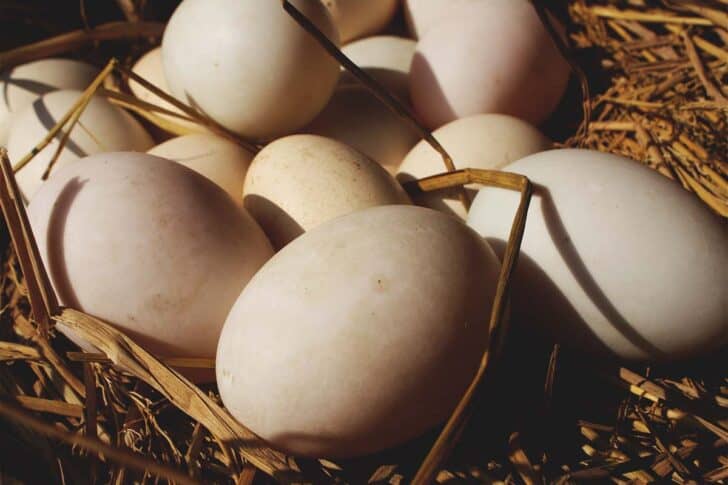 Calcium Deficiency in Chickens: Why it Happens and How to Avoid It