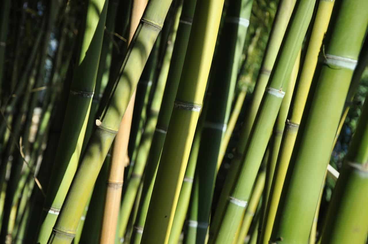How to Plant, Grow and Care For Bamboo In Your Garden