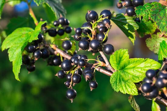 Black Currants: Varieties, Growing Guide, Care, Problems, and Harvest