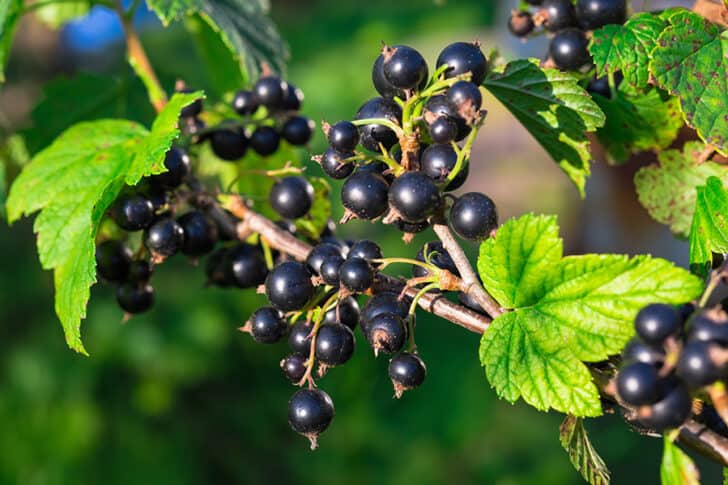 Black Currants: Varieties, Growing Guide, Care, Problems, and Harvest