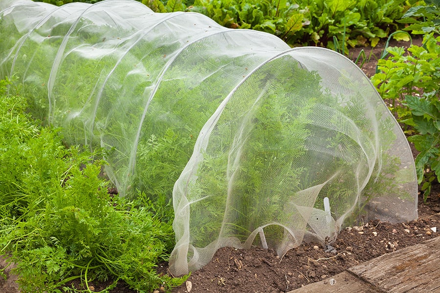 Parsley Worm (Papilio polyxenes) and How to Eliminate It