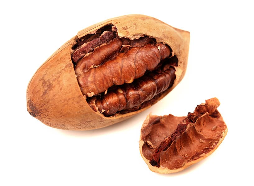Growing Pecan Tree: Varieties, Planting Guide, Care, Problems and Harvest