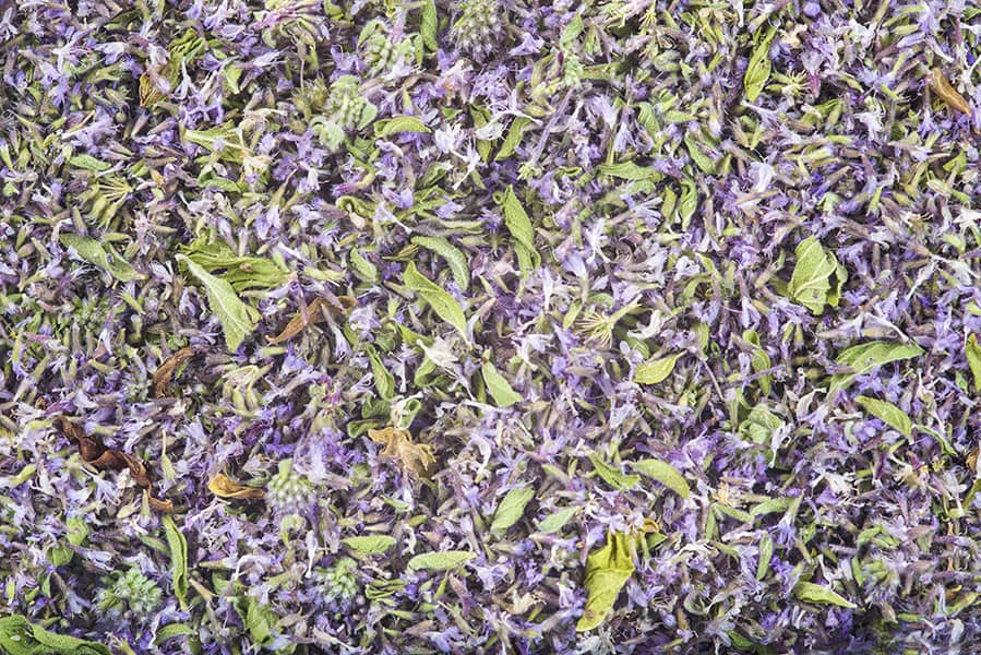 Growing Pennyroyal: Planting, Care, Problems and Harvest