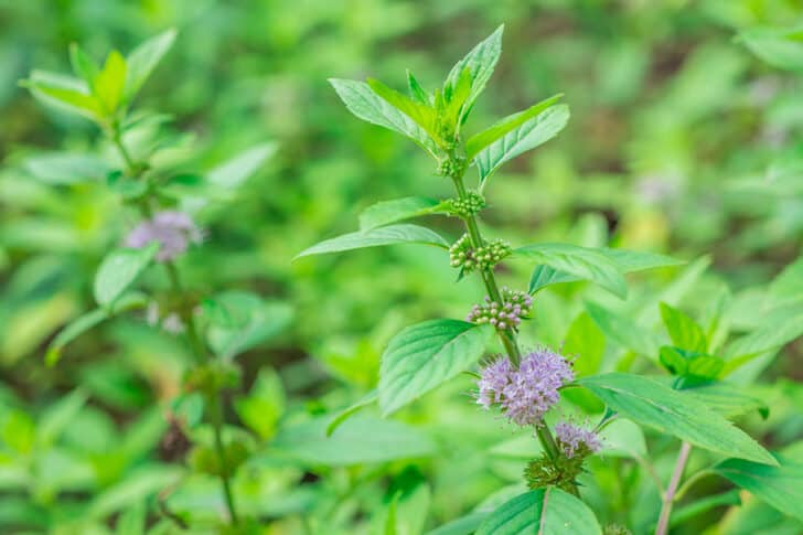 Growing Pennyroyal: Planting, Care, Problems and Harvest