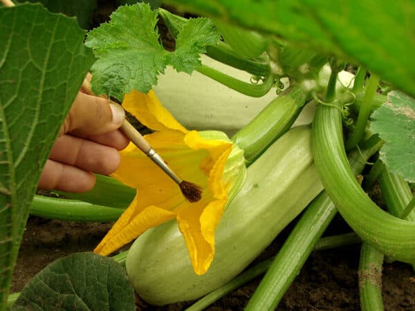 Growing Summer Squash: Best Varieties, Planting, Tips, and Harvesting
