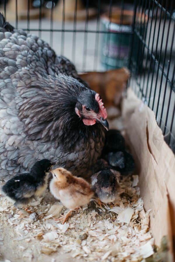 Choosing the Right Chicken Breed Based on Temperament