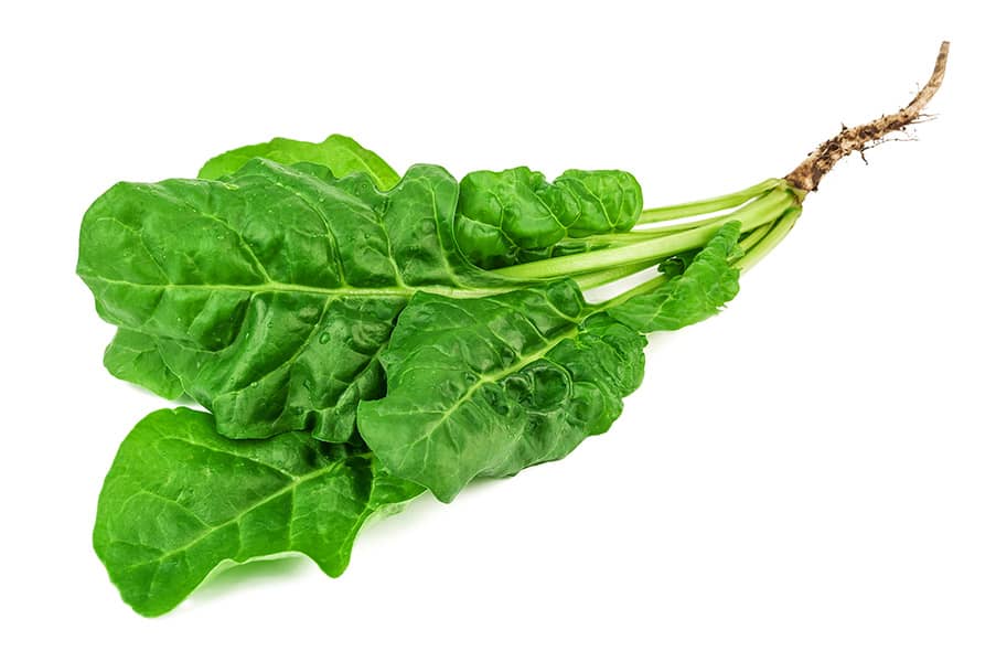 Growing Spinach: How to Plant, Grow, and Harvest Delicious Spinach