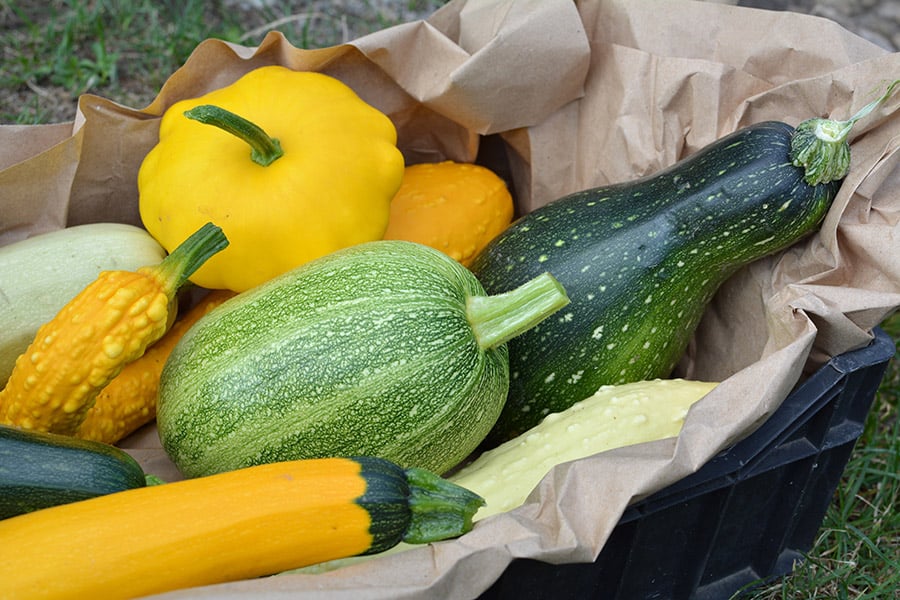 Growing Summer Squash: Best Varieties, Planting, Tips, and Harvesting