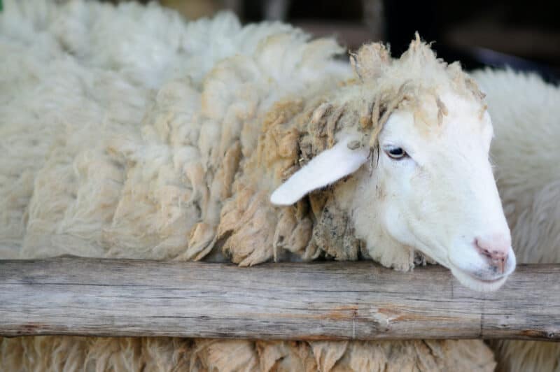 Footrot in Sheep: Causes, Symptoms, Prevention, and Treatment