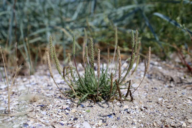Erba Stella: Everything to Know About Growing This Unique Salad Green