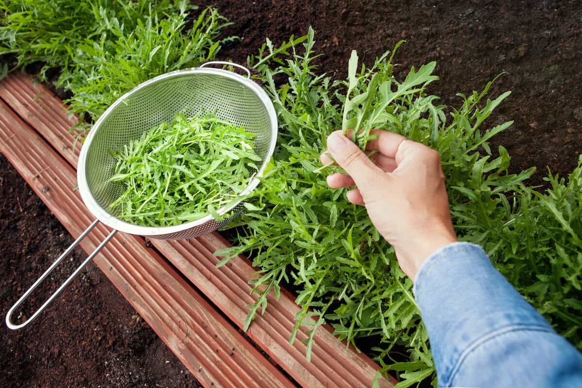 19 Edible Climbing and Vining Plants for Vertical Gardens