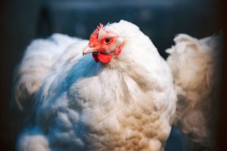 How to Butcher a Chicken: 7 Steps to Humanely Kill, Pluck, and Clean ...