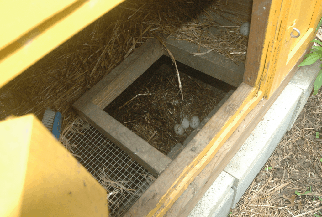 The Complete Guide to Raising Healthy Ducks for Beginners