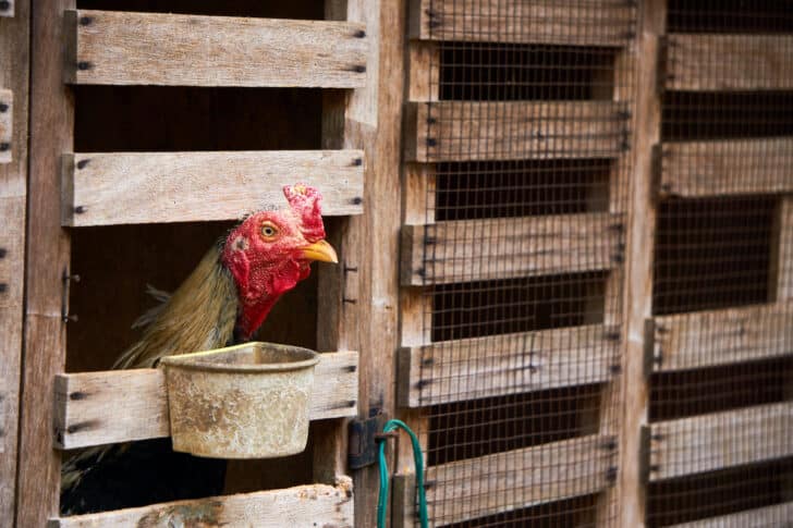 Sounds and Noises Chickens Make and What They Mean