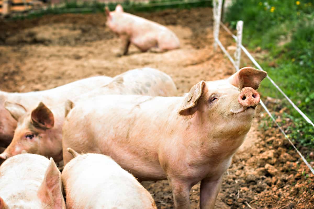 Pig Manure Compost The Benefits Risks And How To Compost Pig Manure Pig Manure Compost The Benefits Risks And How To Compost Pig Manure