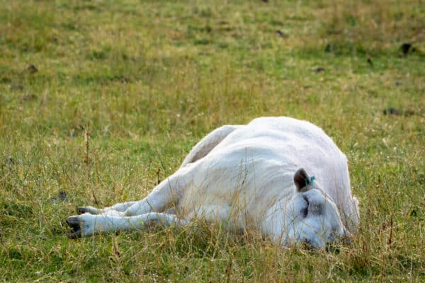 How to Prevent and Treat Life-Threatening Bloat in Sheep
