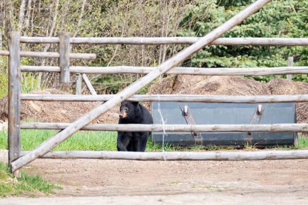 How to Keep Bears Away From the Garden Safely and Humanely