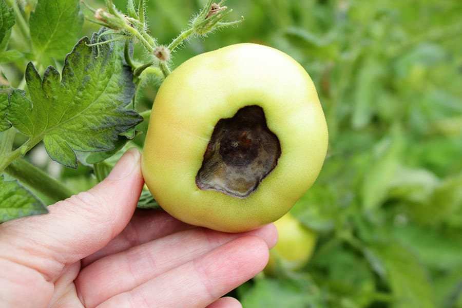 How to Prevent the Dreaded Catfacing in Tomatoes