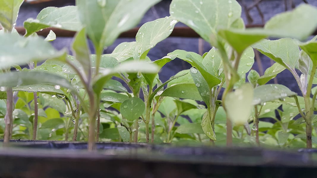 F1 Plants and Seeds: What Are They and Should You Use Them?