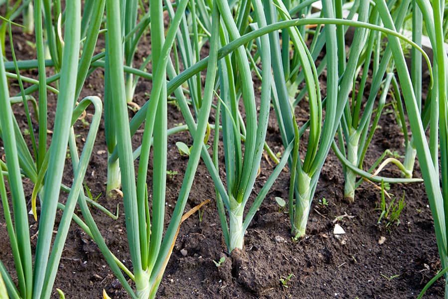 The Complete Guide to Fall Gardening: Making the Most of the Season