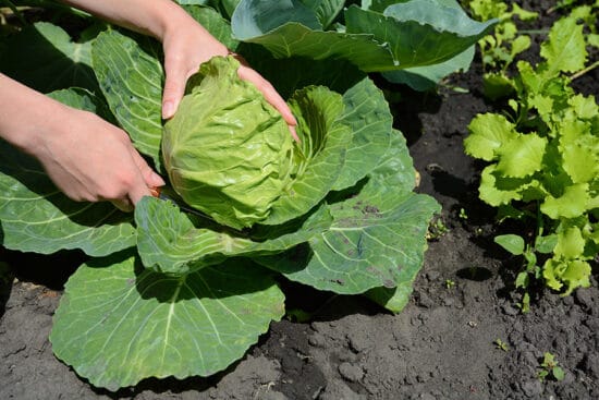 The Complete Guide to Fall Gardening: Making the Most of the Season