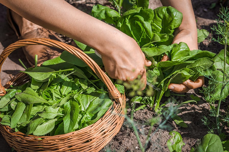 14 Best Short-Season Crops for Cold Climates