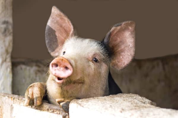 Pig Manure Compost: The Benefits, Risks, and How to Compost Pig Manure