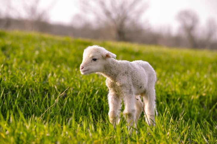 How to Prevent and Treat Life-Threatening Bloat in Sheep