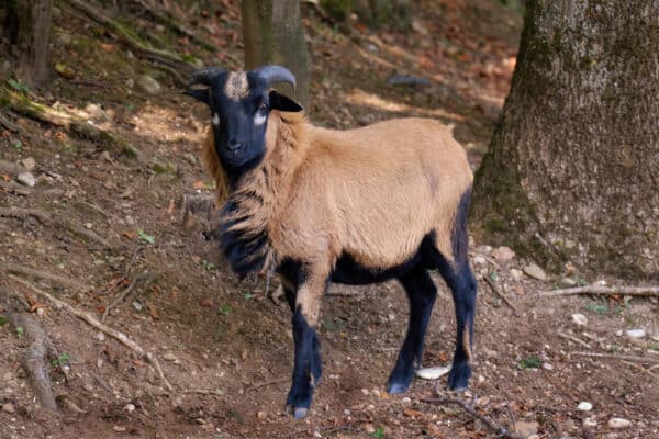 17 Hair Sheep Breeds That Don't Need Expensive Shearing