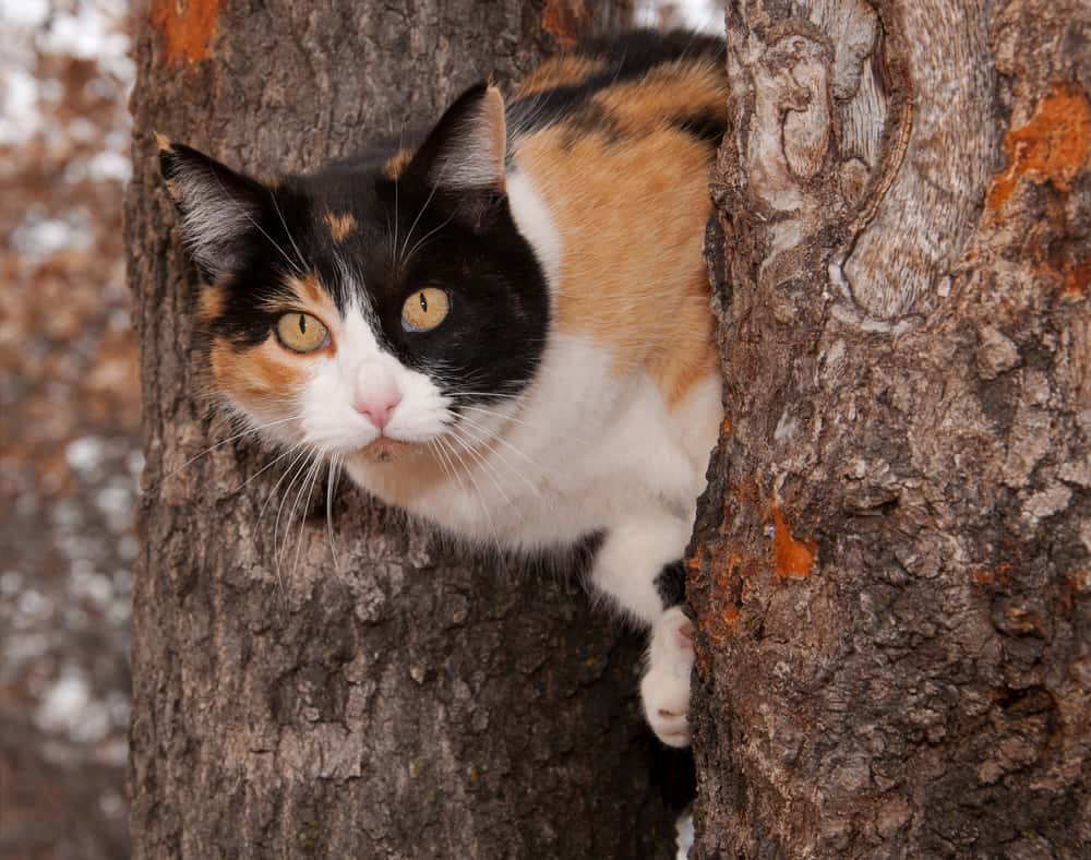 7 Massive Benefits of Keeping Barn Cats in Your Homestead