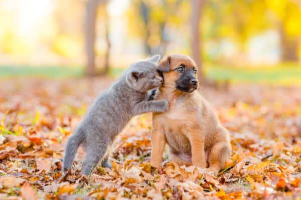 7 Massive Benefits of Keeping Barn Cats in Your Homestead