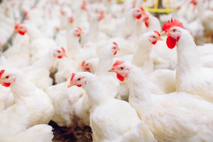 19 Homemade Healthy Chicken Treats Recipes Your Chickens Will Love
