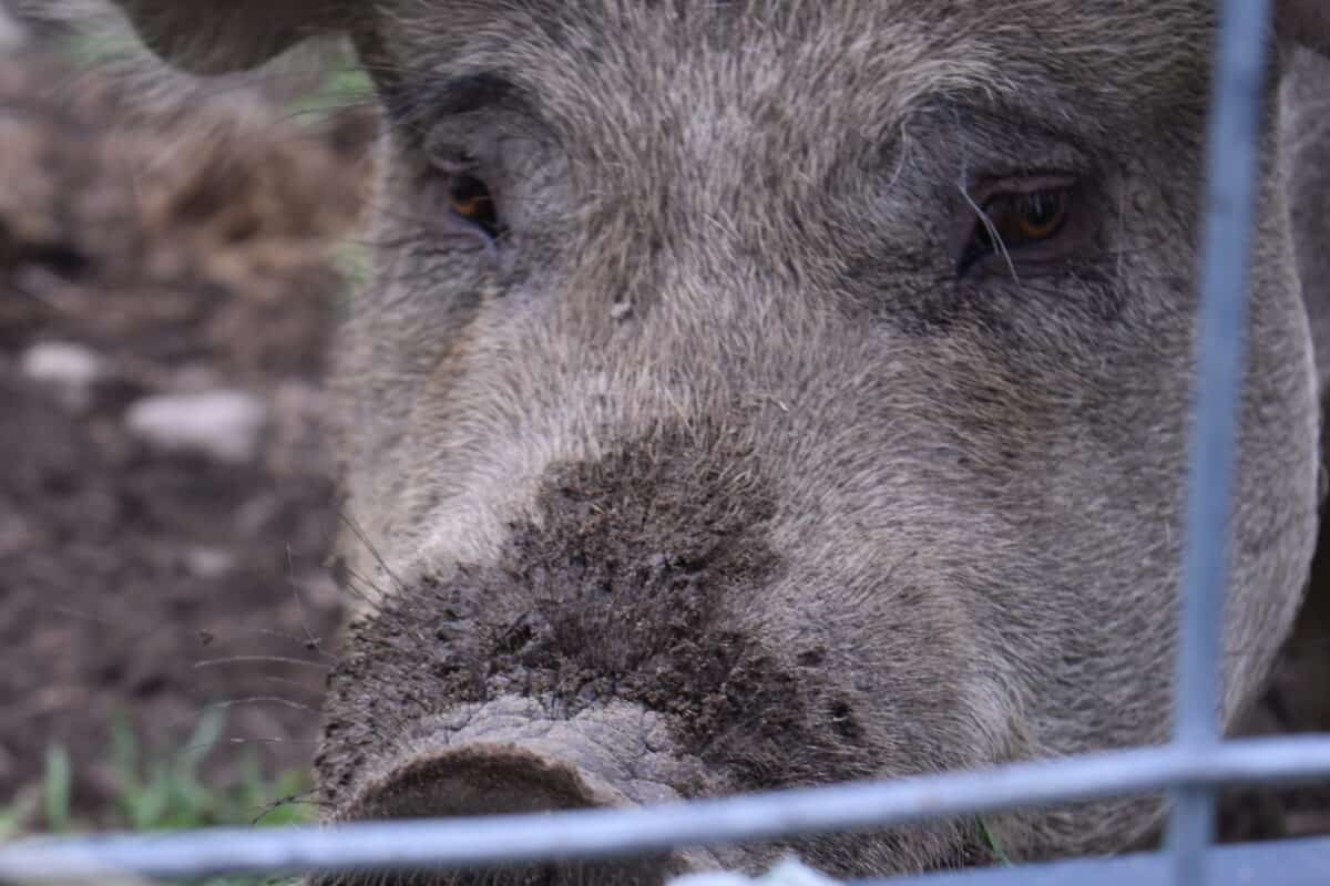Farrowing Preparation: How to Be Ready for Your Newborn Piglets