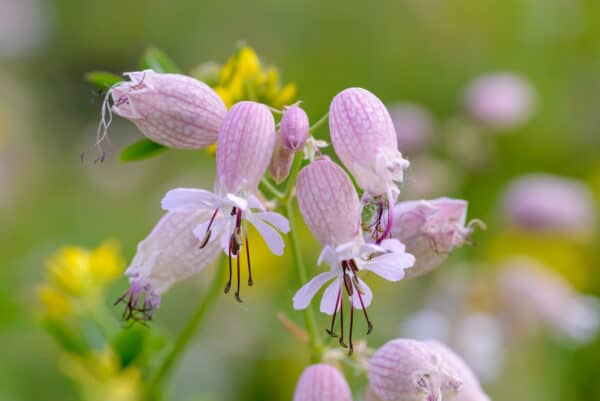 Growing Sculpit: How to Plant, Care For, and Use This Tasty Herb