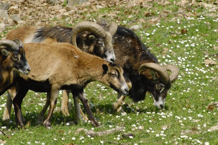 17 Hair Sheep Breeds That Don't Need Expensive Shearing
