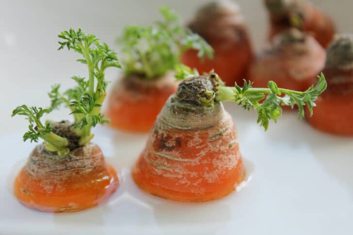 How to Grow Carrot Greens Using Scraps