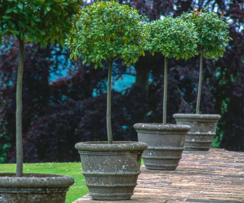 How To Grow And Train Your Own Topiary Plants How To Grow And Train Your Own Topiary Plants