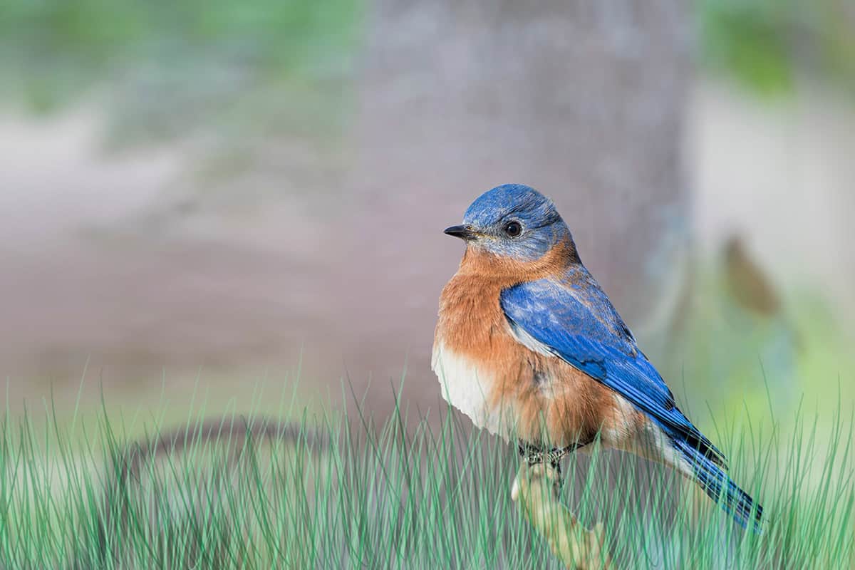 Birdwatching: 5 Tips to Get Started and Easy Species to Find