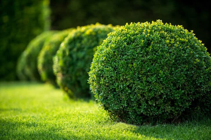 25 Wind Resistant Plants for Your Garden
