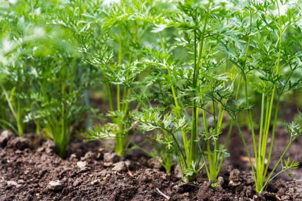How to Grow Carrot Greens Using Scraps
