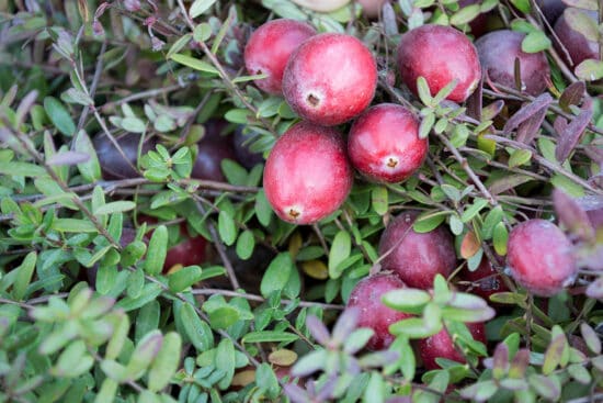 Growing Cranberries: How to Grow, Plant and Harvest Cranberries