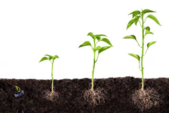 F1 Plants and Seeds: What Are They and Should You Use Them?